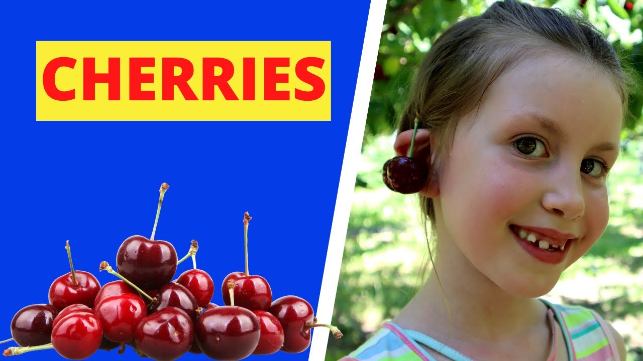 Visiting Cherry Farm in Okanagan Valley | Best cherries - YouTube