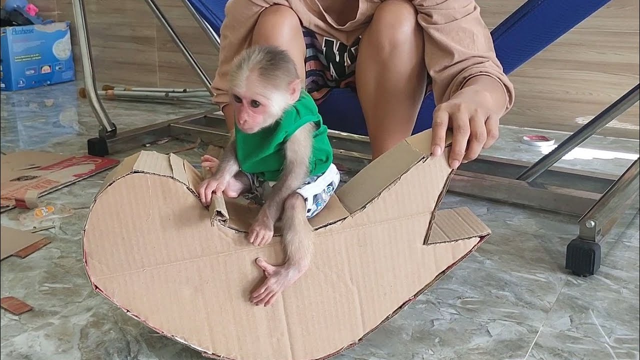 Creative mother uses cardboard to make toys for baby monkeys - YouTube