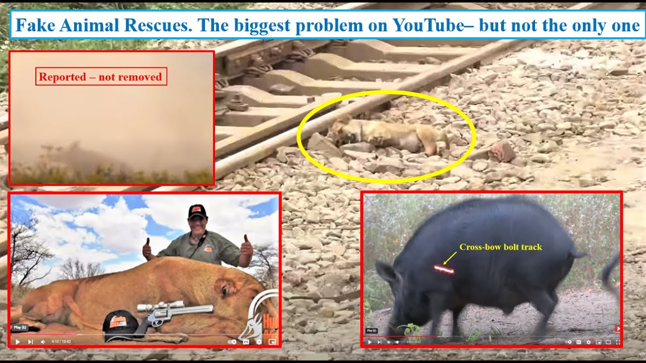 Fake Animal Rescues Exposed. Part 1, focus YouTube. Videos, channels ...