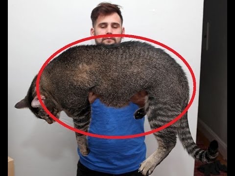 Pickles, The Catasaurus Rex 21lb Cat - YouTube