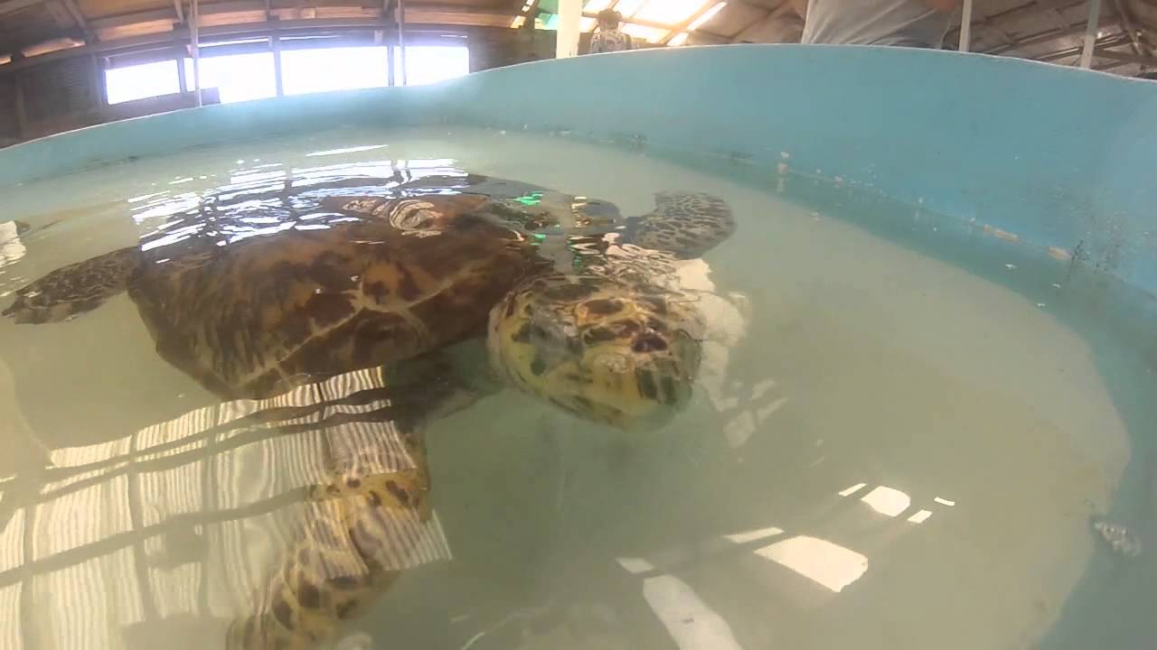 Bequia: Old Hegg Turtle Sanctuary - YouTube