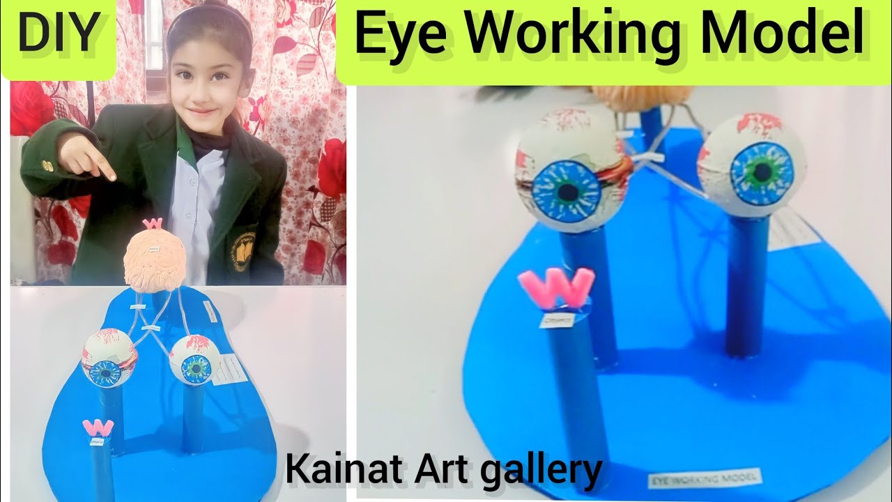 eye working model for school project class 1, 2 ,3 / 3D model @Art ...