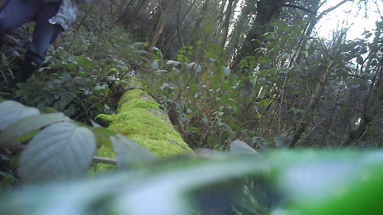 Can I drive along the fallen tree with my rock crawler? ONBOARD - YouTube
