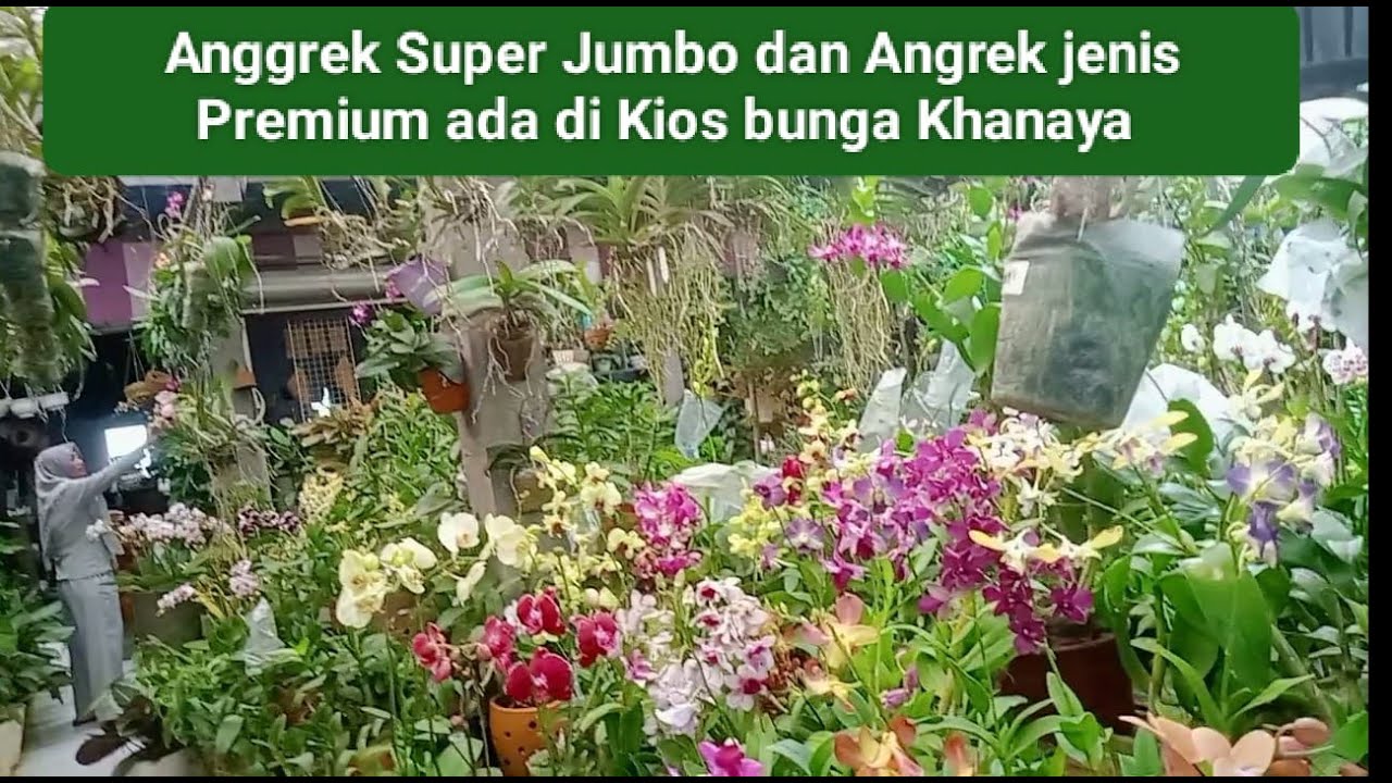 Anggrek Super jumbo dan jenis Anggrek Premium Ready di Kios Bunga ...