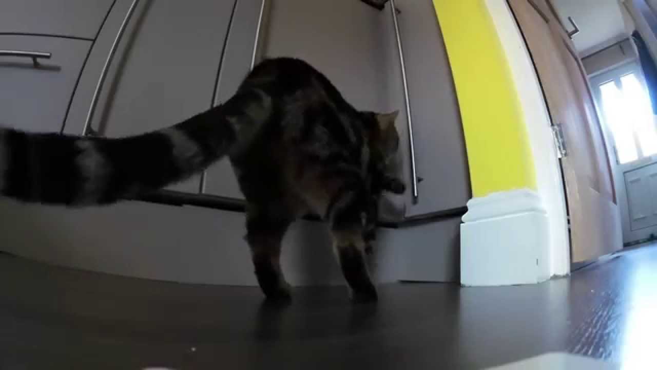 Sweep the Cat - YouTube