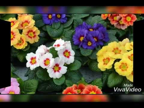 BENİM SEVDAM BANA YETER  ADEM  ERDOĞAN