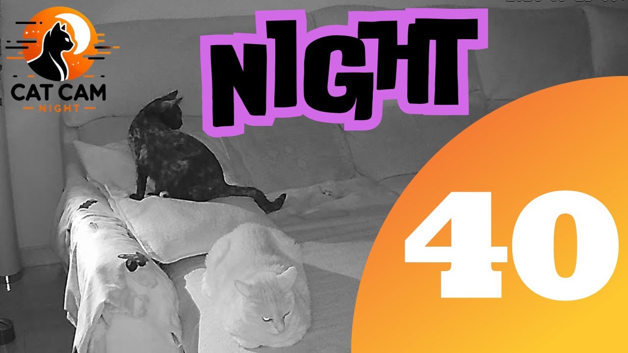 CATS night vision CAMERA REC 🙀 | Nigth 40 - YouTube