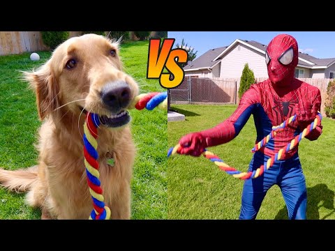 Spiderman vs Dog! Tug of War Challenge - YouTube
