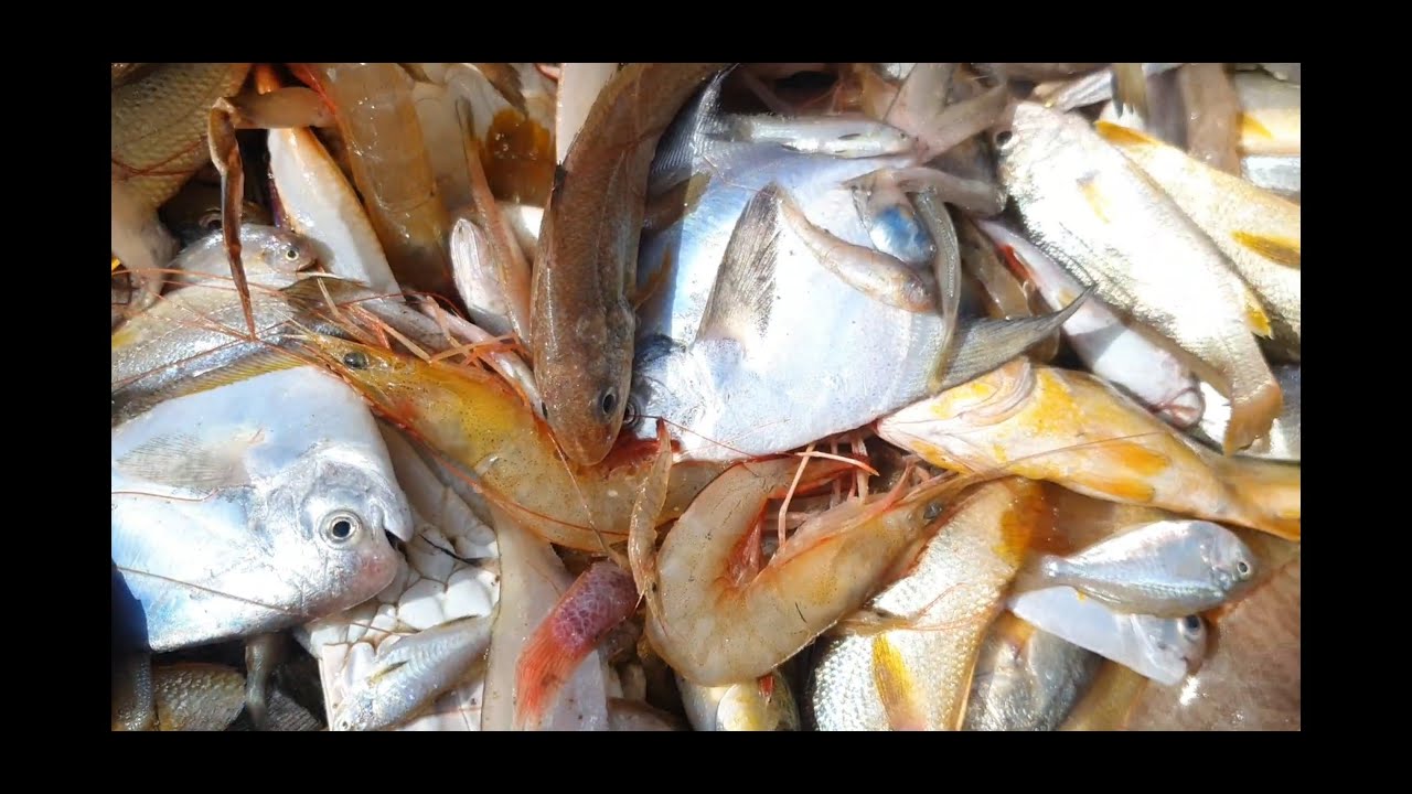 Prawn pomfret and mixed fish caught Fisherman - YouTube