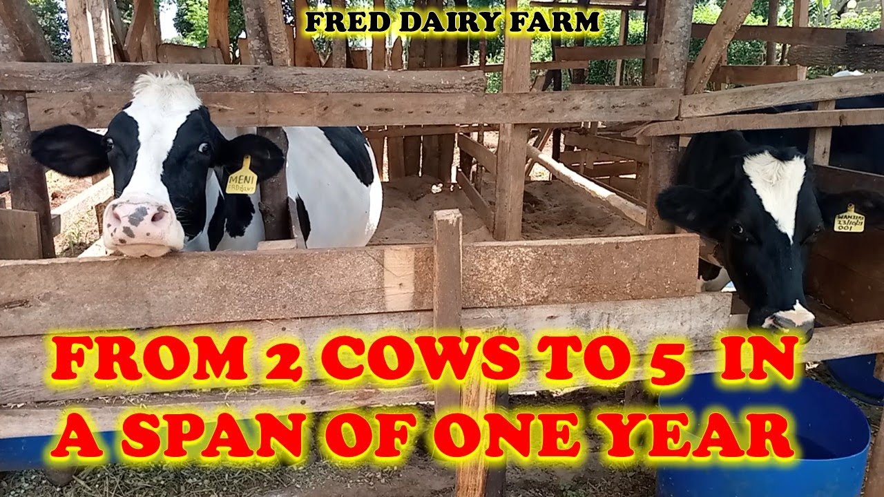 From 2 cows to 5 in a span of one year - YouTube