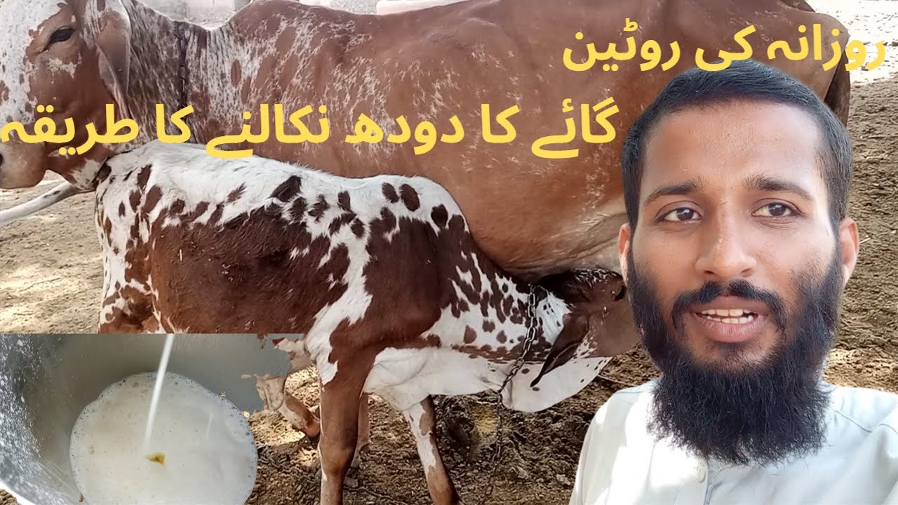 Daliy Rotian Village In Pakistan | Daliy Vilog | Village Life In ...