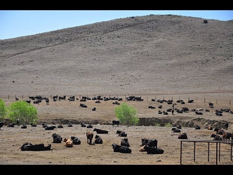 Troubling, ANIMAL Deaths 10,000 COWS 7.8.17 - YouTube