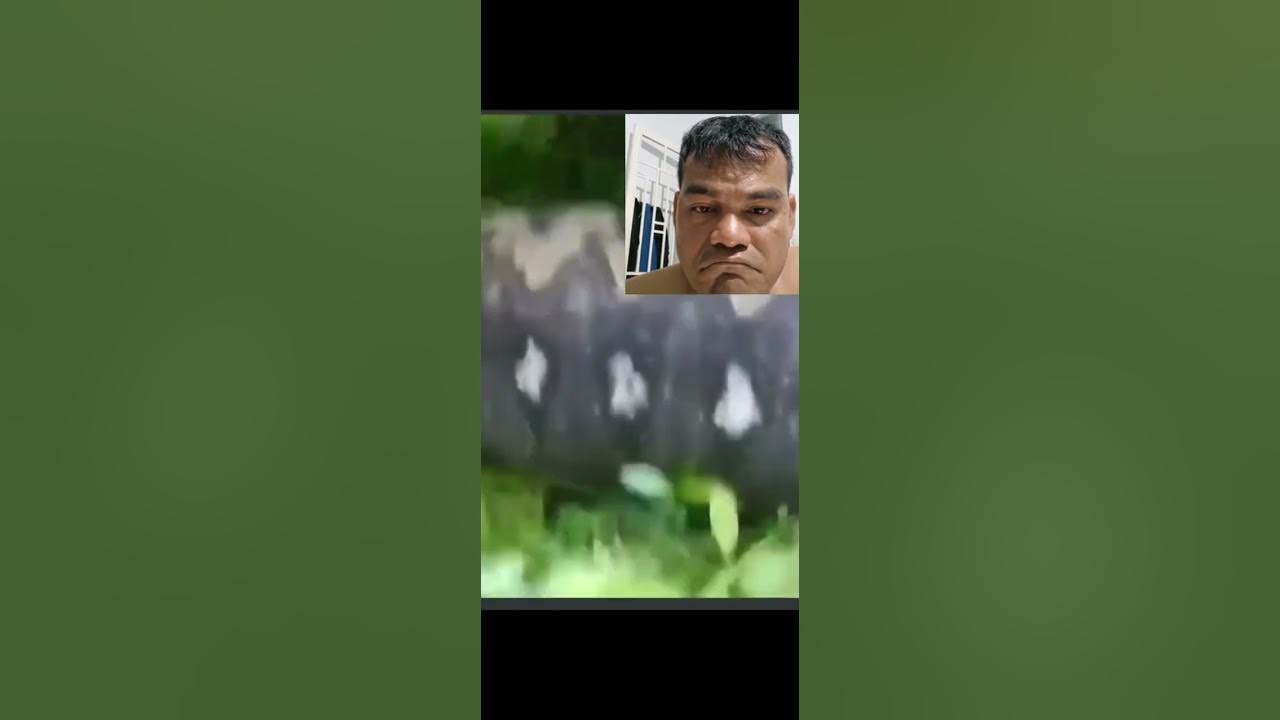 Human inside pythons Tummy? - YouTube