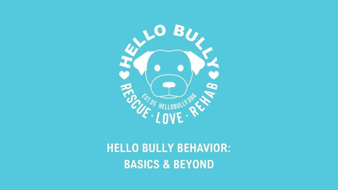 Hello Bully Behavior: Basics and Beyond Week One - YouTube