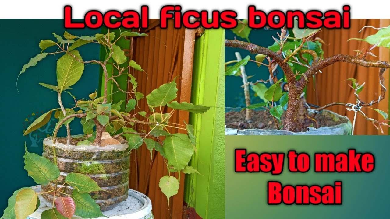 How to grow ficus religiosa Bonsai - YouTube