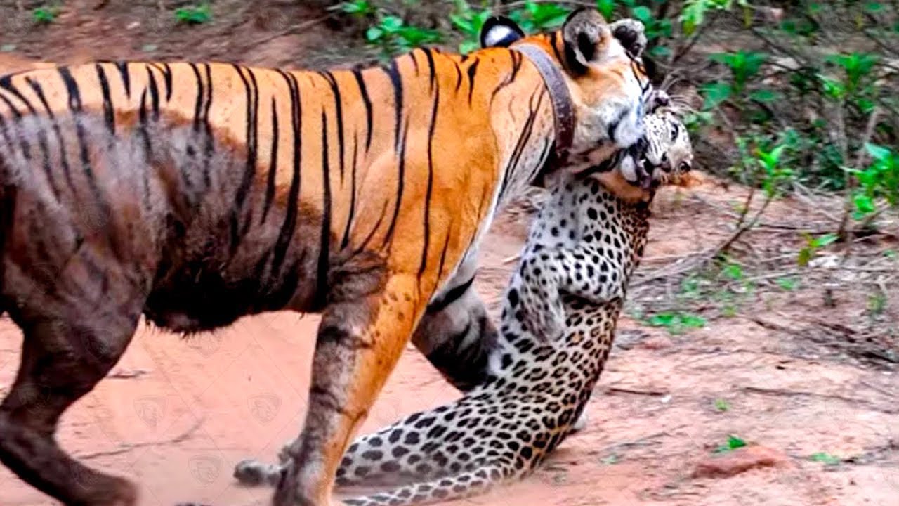 Leopard Bold Theft Of Tiger's Prey Leads To Uncertain Aftermath || Wild ...