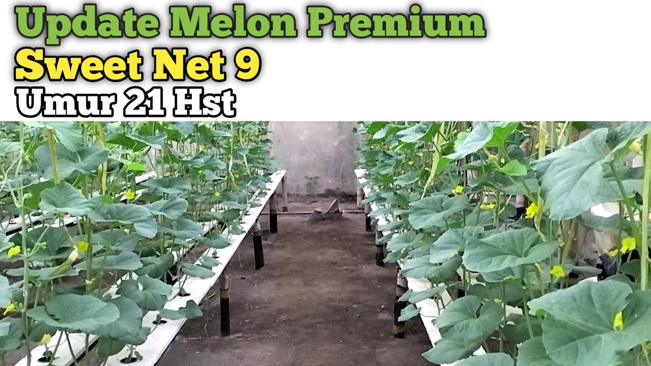 Update Melon Hidroponik Nft Jenis Sweet Net 9 - YouTube