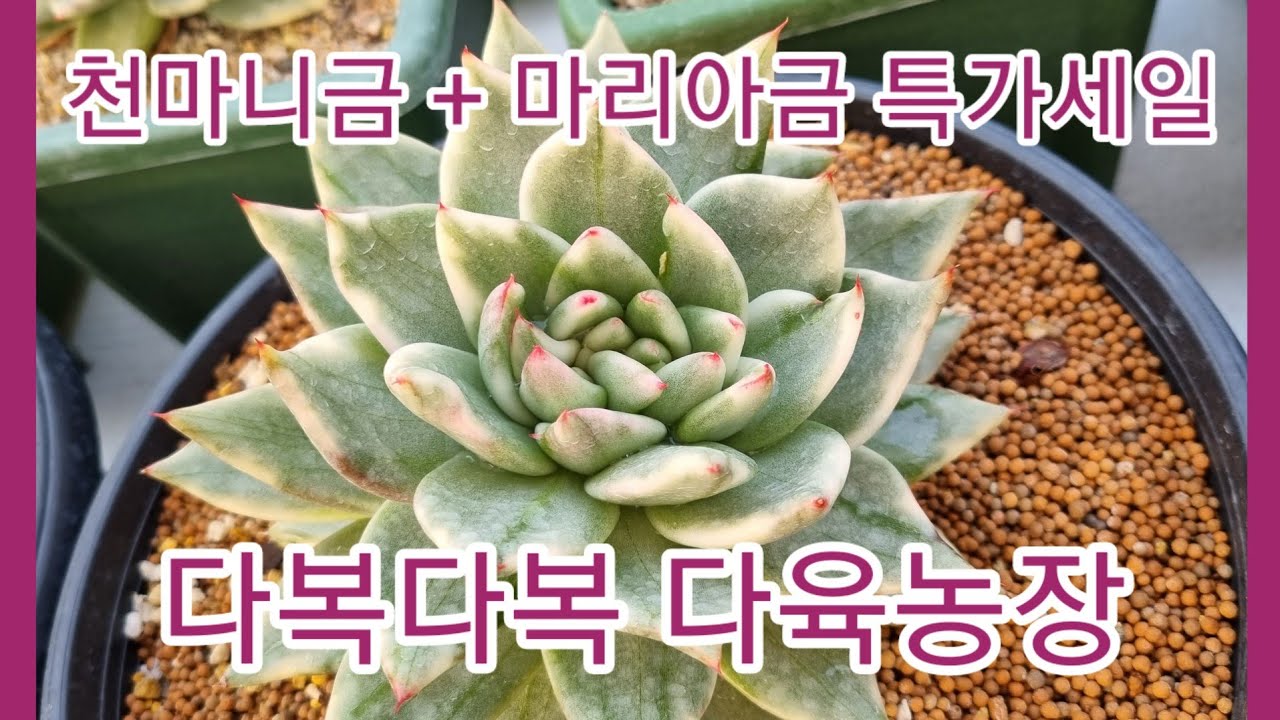 다복다복 다육농장 천마니금 마리아금 특가세일 가져 가세요~ 금다육금다육전문금다육관리남사다육식테크세일마리아금