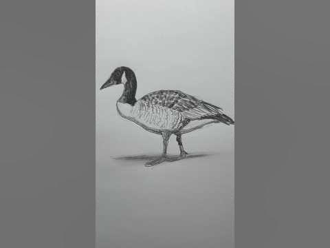 Draw a Canada goose 🇨🇦🪿 Easy drawing lesson for beginners. #howtodraw # ...