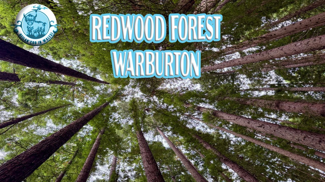 Warburton Redwood Forest - YouTube
