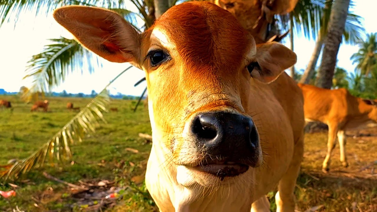 Cute and cute tame calf Play together in the grass-cow field happy ...