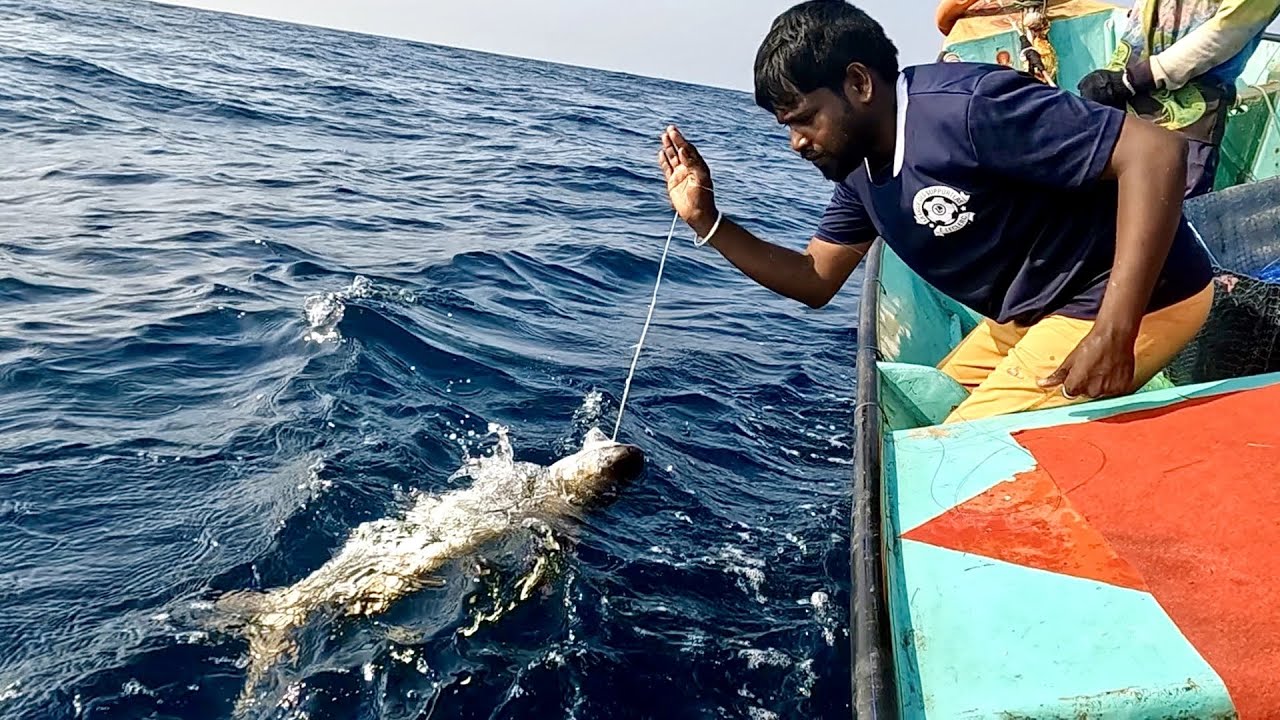 Catching Cobia Fish, Marine Cat Fish, Mangrove Jack & Bigeye Trevally ...
