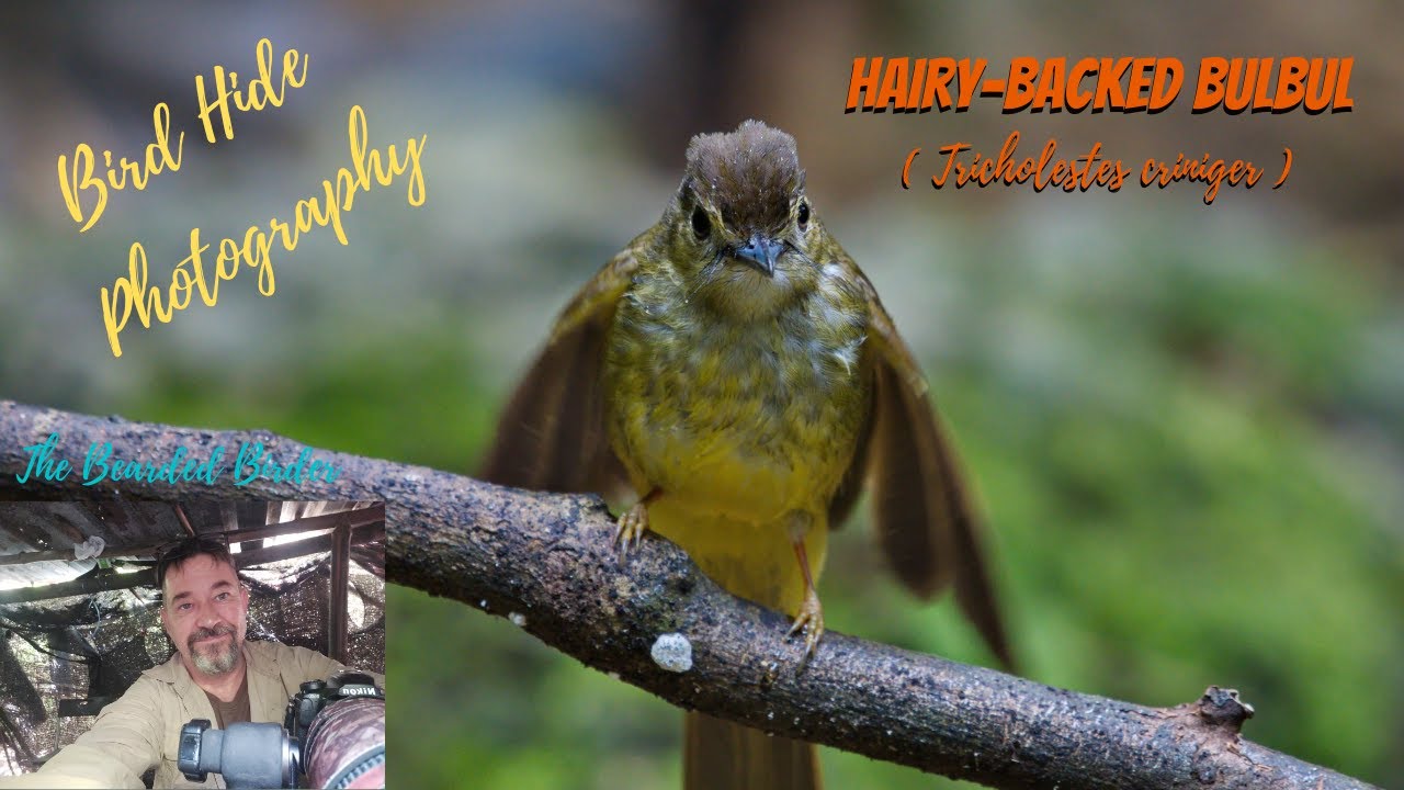 Amazing Birds of Thailand | The Hairy-backed Bulbul (Tricholestes ...