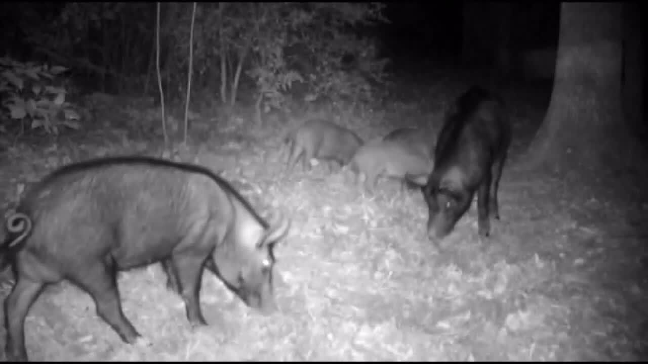 WebXtra: Professional trapper discusses East Texas feral hog problem ...