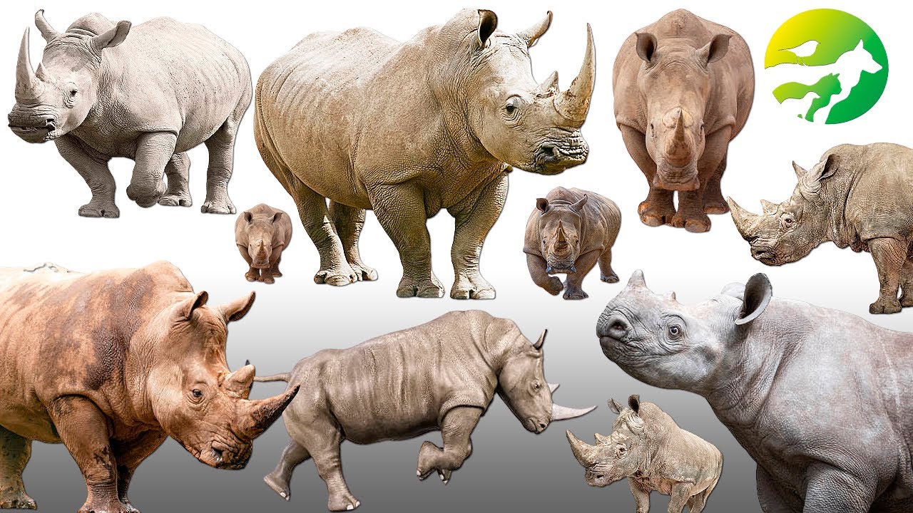 Learn The RHINO Classification ( Animal Sound ) - Characteristics of ...