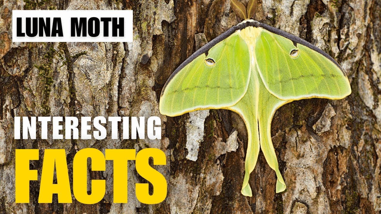 Exploring the Fascinating World of Luna Moth | Interesting Facts | The ...