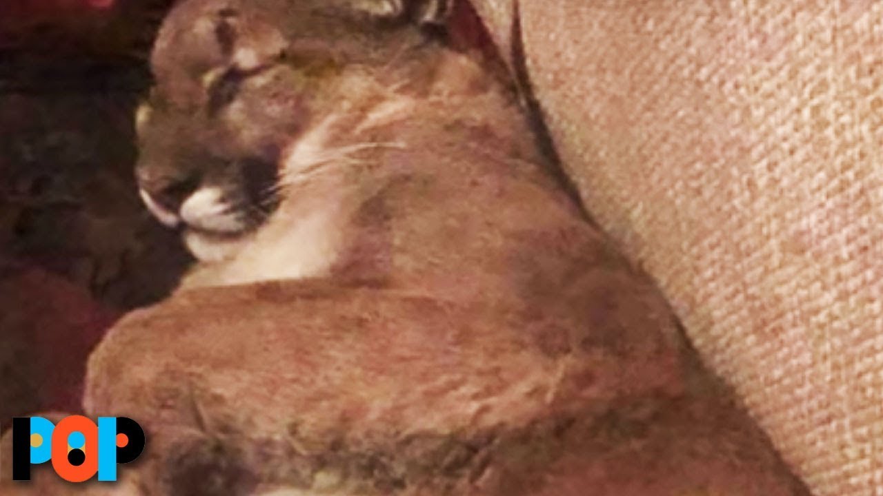 Woman Uses CAT TELEPATHY To Pacify Mountain Lion - YouTube