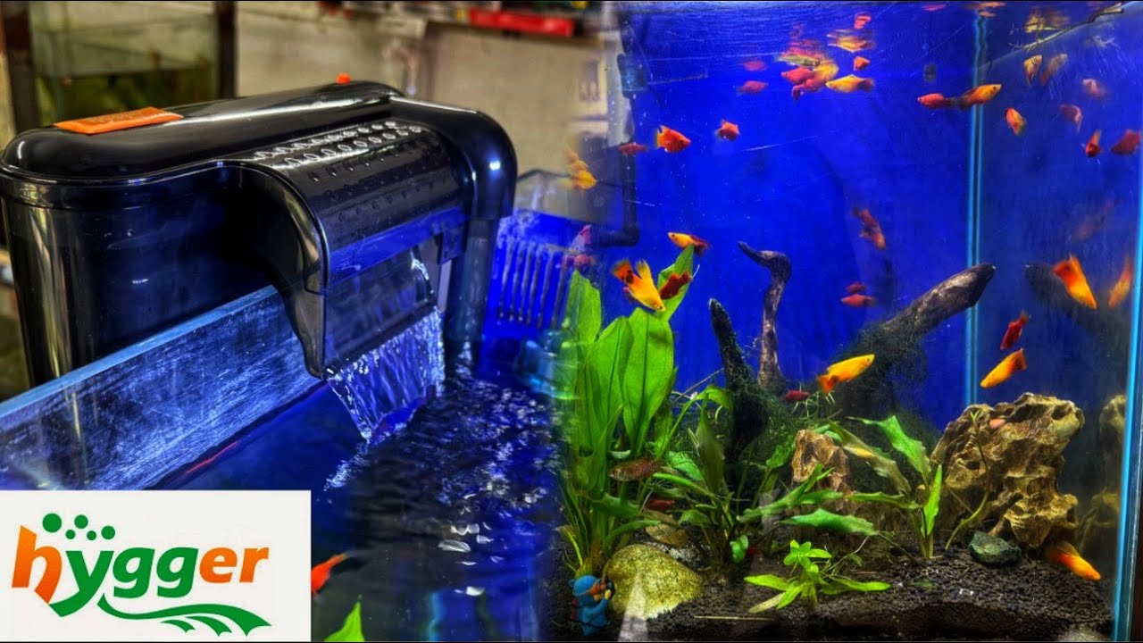 The Secret to Crystal Clear Aquarium Water 🌊( Filter Review + Results ...