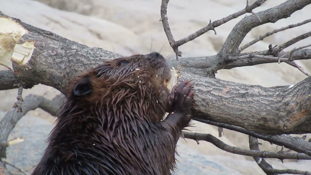 Video shows how a Beaver uses his teeth like a planer to chew through ...