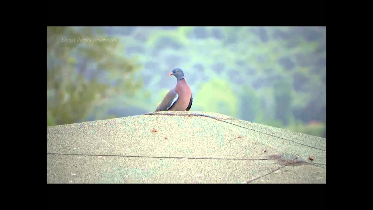 Duddure - Streptopelia turtur - Turtle Dove - Columbide; Tortorella ...