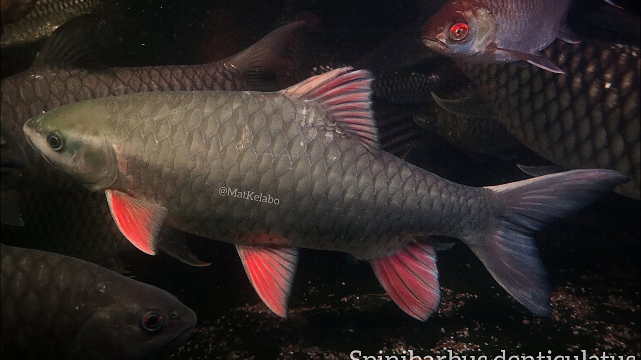 Spinibarbus denticulatus @ Phoenix Barb/Rainbow Kelah (China) - YouTube