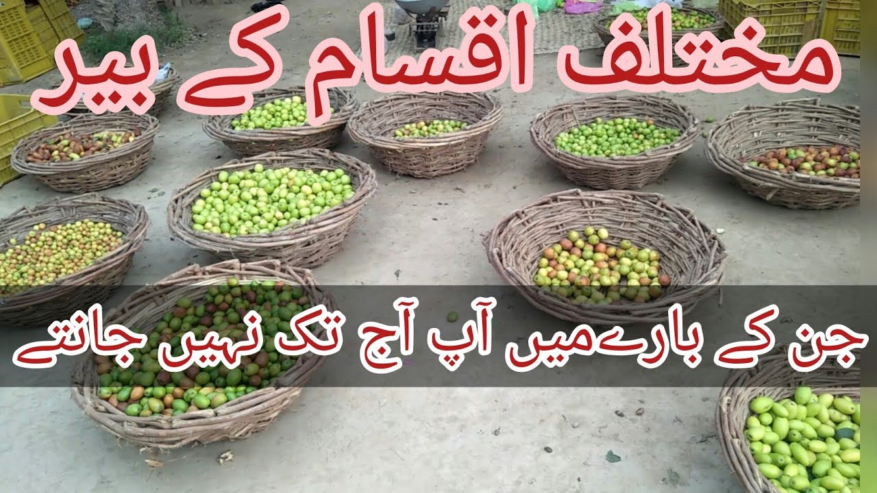 Jujube Fruit types/بیر کی مختلف اقسام/different types of jujube - YouTube