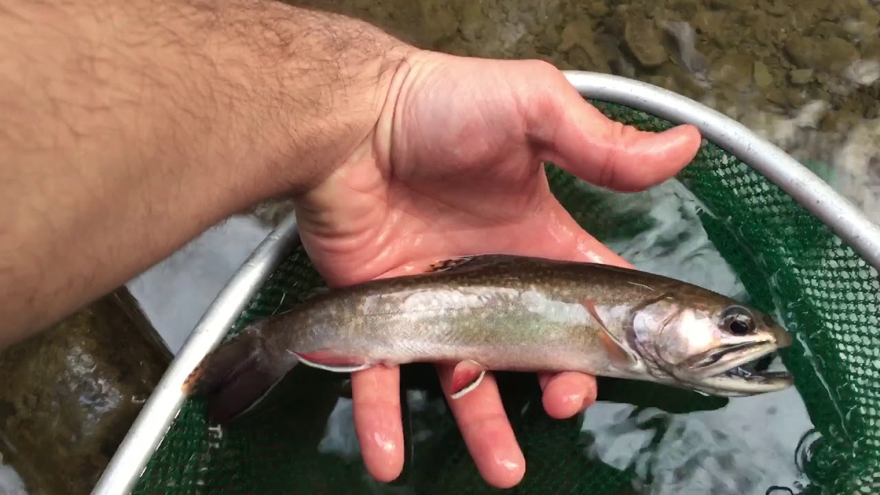 Small Stream Fishing Native Brook Trout - YouTube