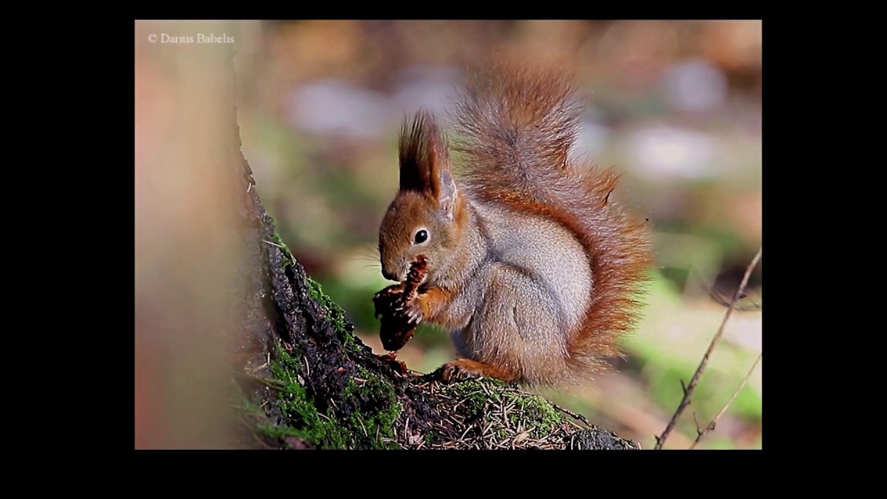 Paprastoji voverė (Sciurus vulgaris) - YouTube