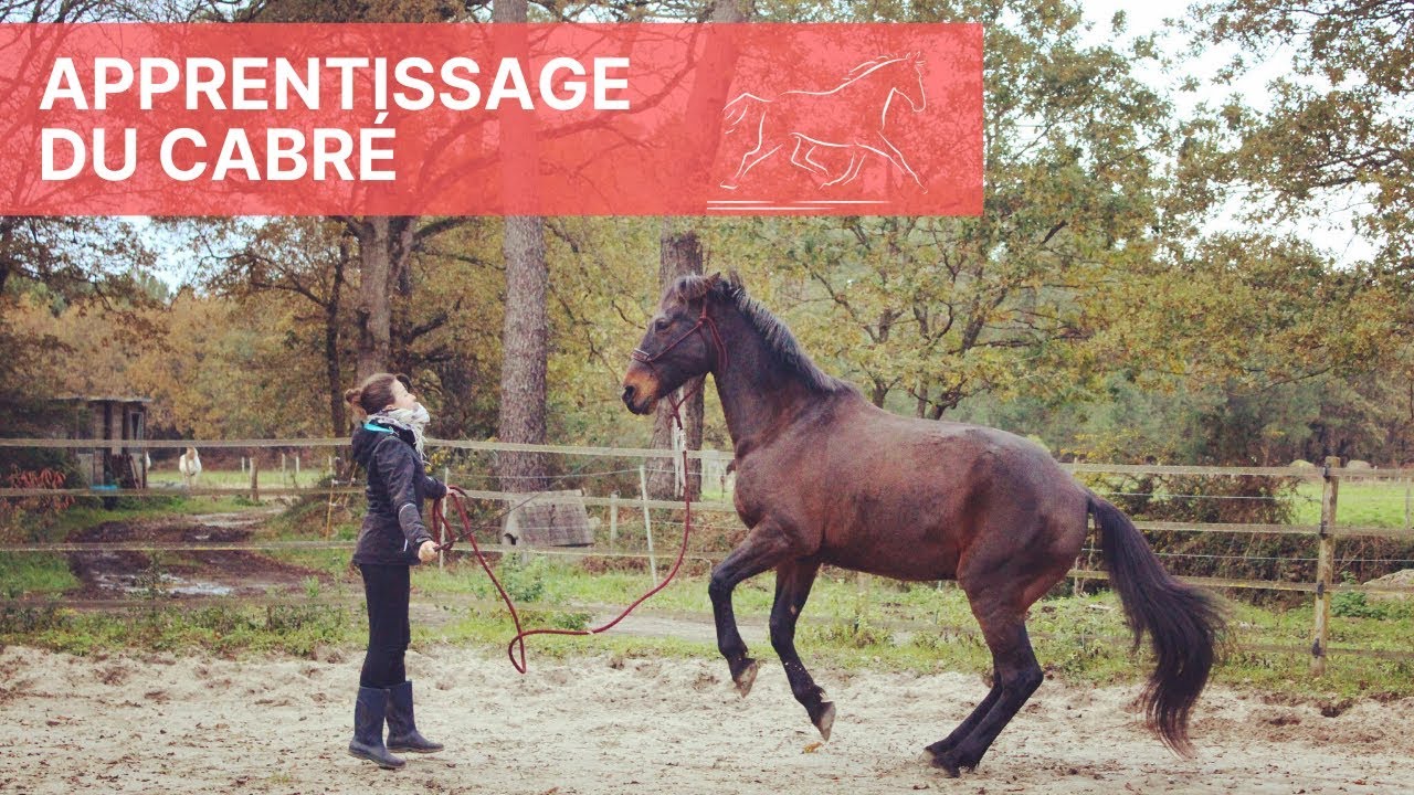 APPRENDRE LE CABRÉ - Nos séances commentées - YouTube