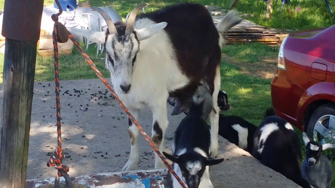 Funny Farm Peacock Goats - YouTube