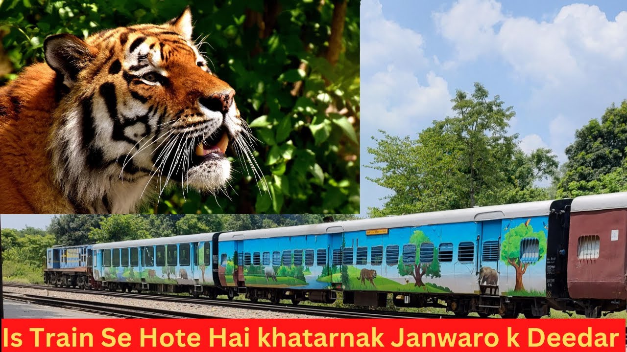 Mailani to Dudhwa TRAIN Journey|Journey through Kishanpur Wildlife ...