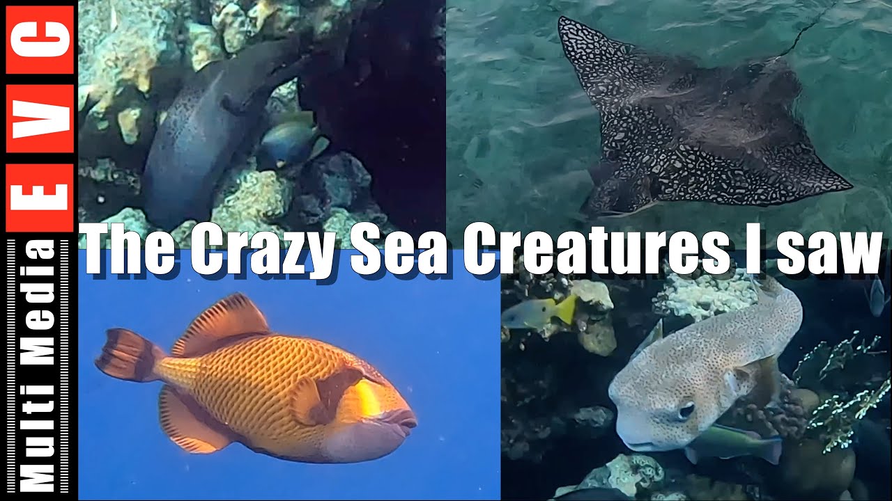 These Crazy Sea Creatures I saw this summer in the Red Sea 2024 - YouTube