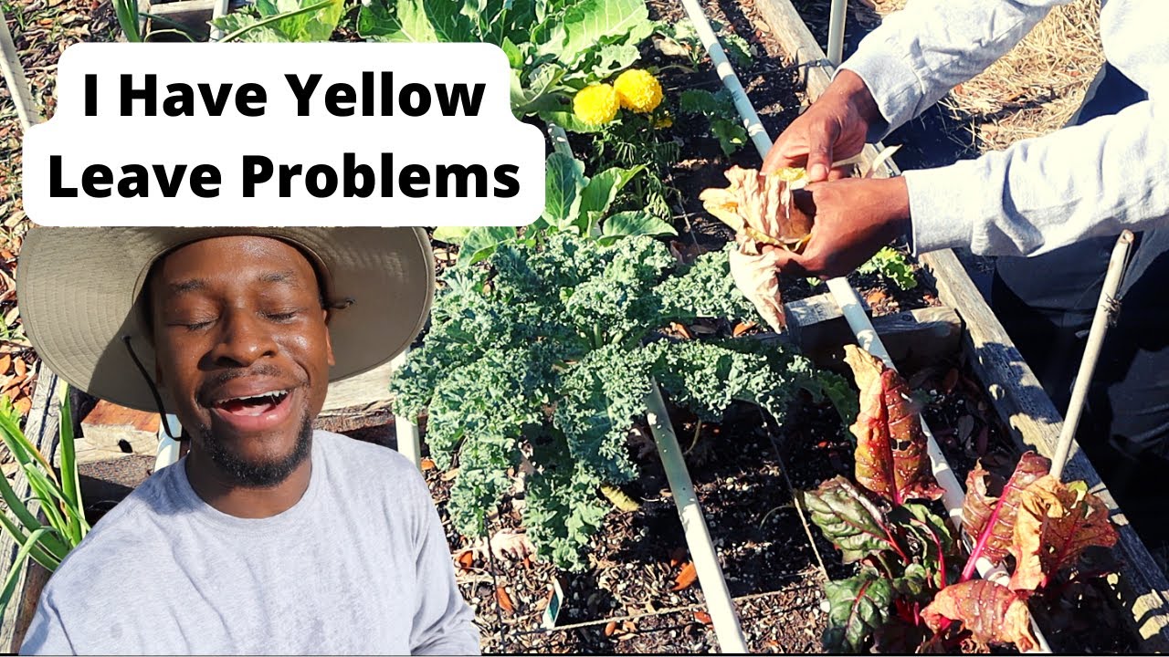 How To Solve Yellow Leaves Problems. Kale Troubles/Problems. - YouTube