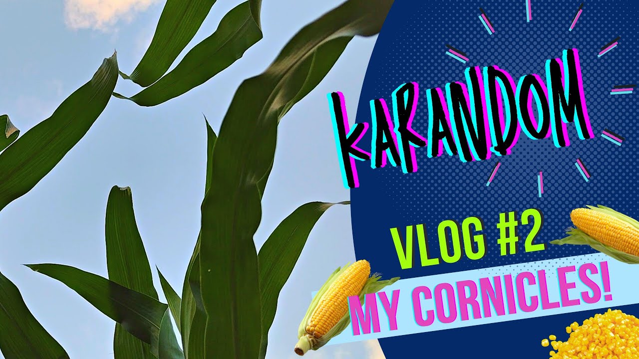 Pagtanim ng Matamis na Mais / Sweet Corn Planting / My Mais/Corn ...