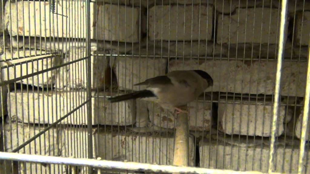 mugurari +forfecute 1(bullfinches and crossbillis).mpg - YouTube