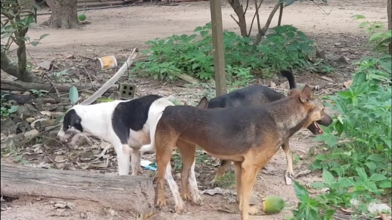 Summer Season,Awesome Smart Rural Dogs - YouTube