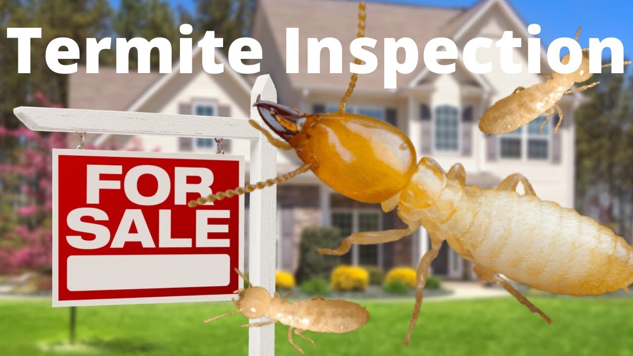 Termite Inspection | What Is It | Why You Need The Pest Report Prior To ...