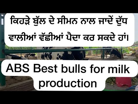 Abs bull (Abs bull list) Abs bull seamen.#farming #agriculture # ...