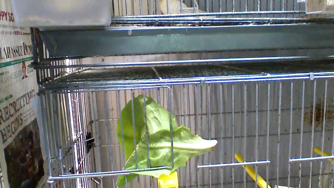 American Singer Canaries - Lettuce Day in the aviary - YouTube