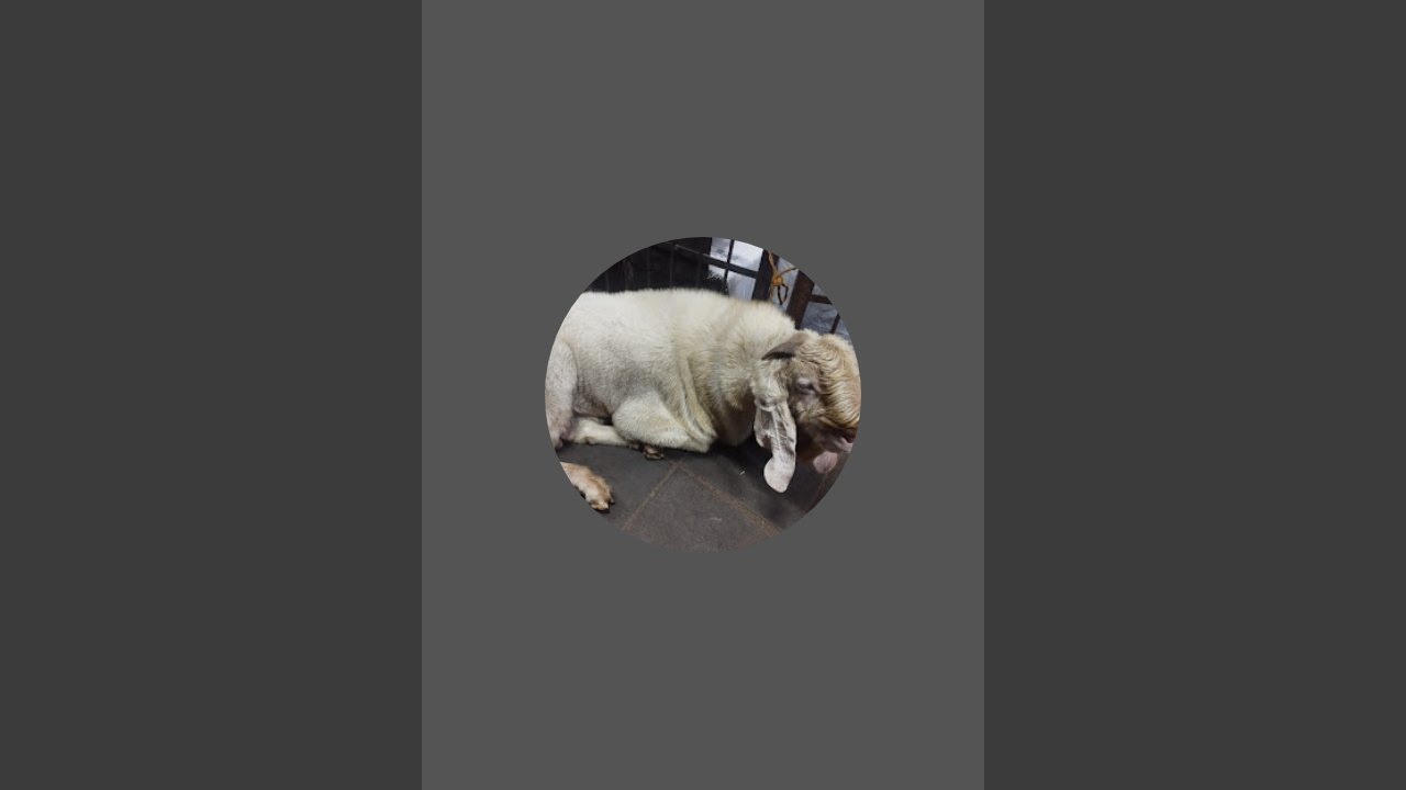 PV goat farm Official is live - YouTube